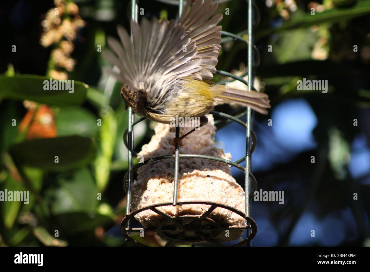 Baby garden birds hi-res stock photography and images - Alamy