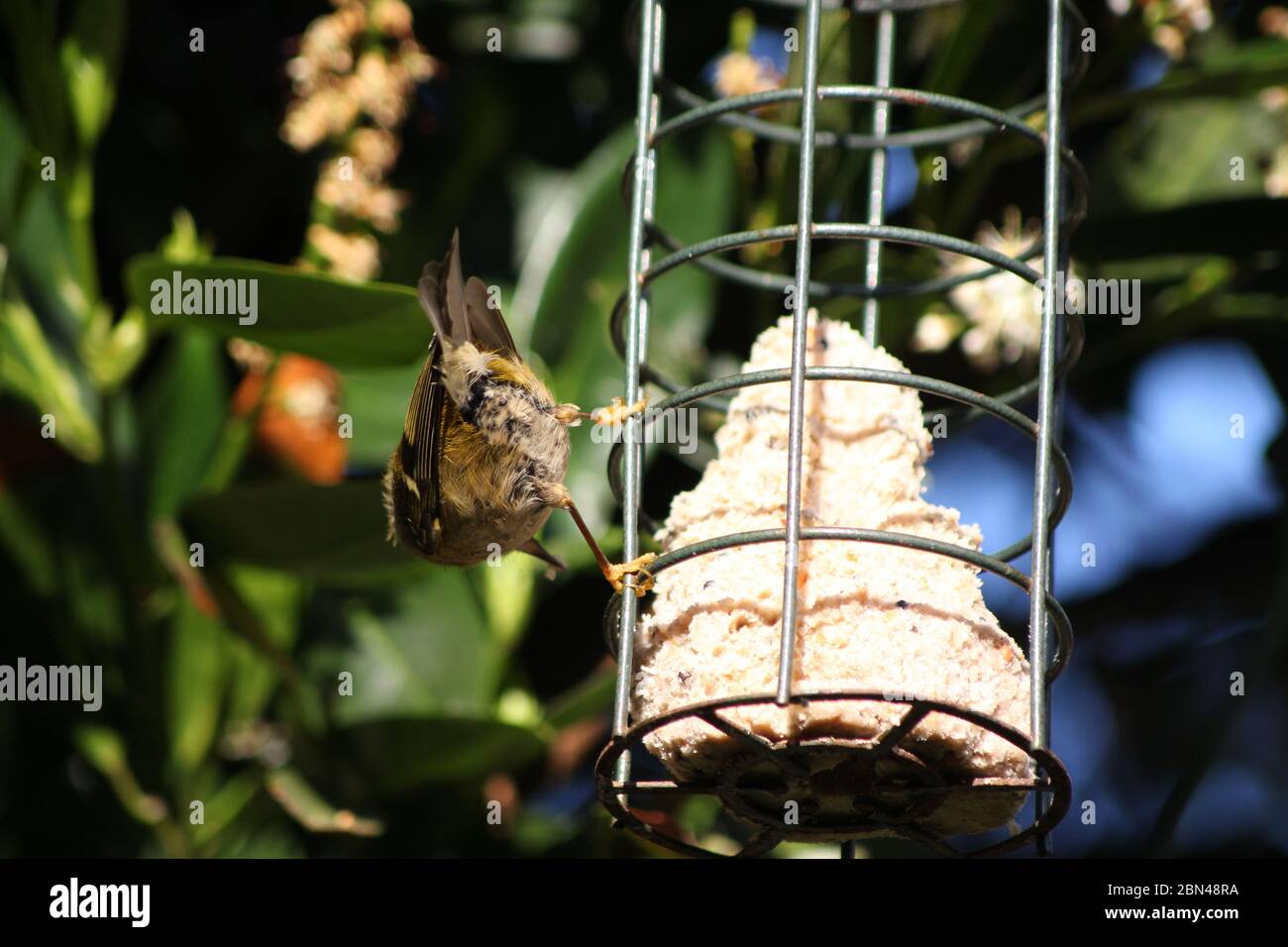 Uncaged birds hi-res stock photography and images - Alamy