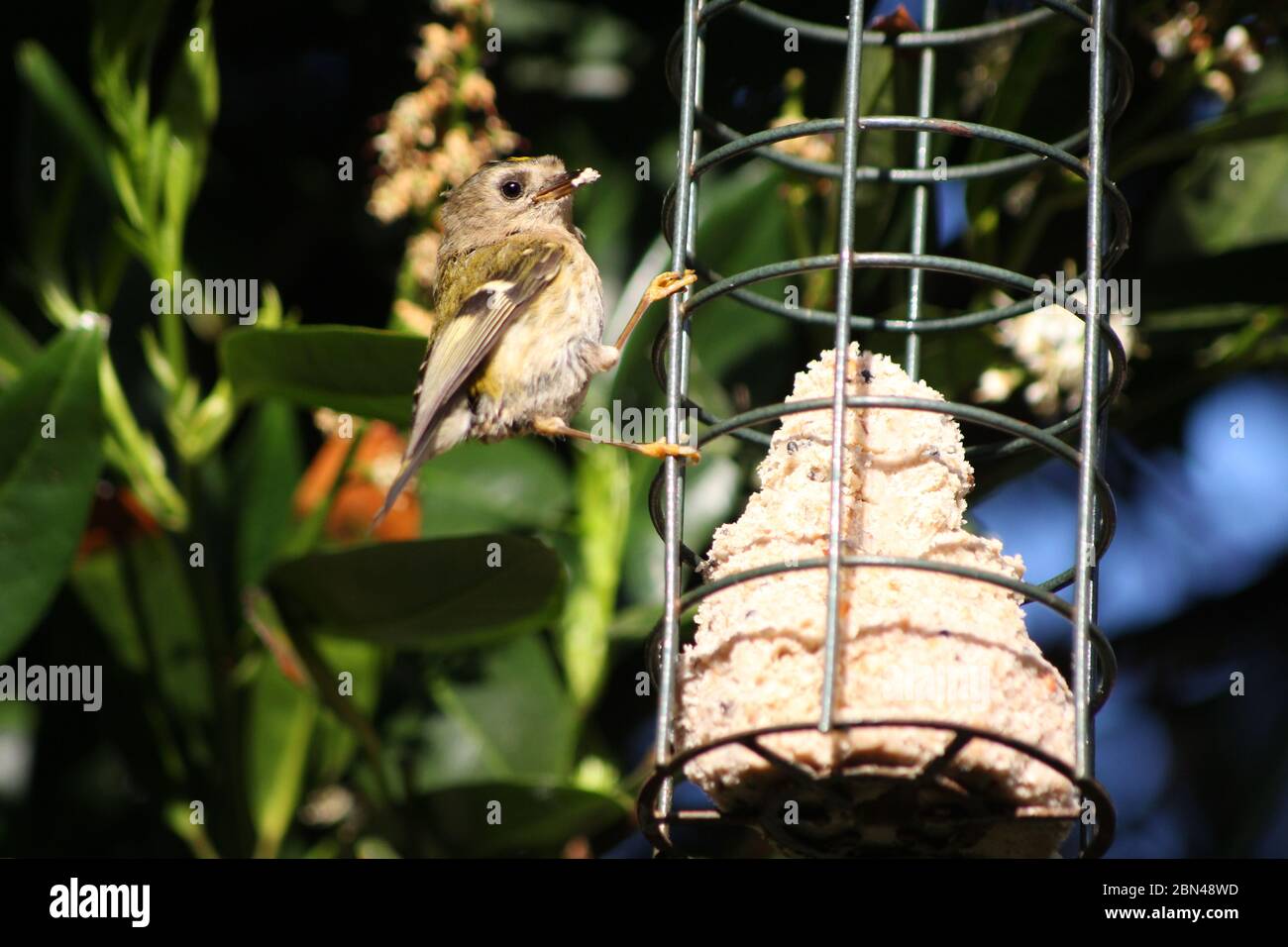 Flighted bird hi-res stock photography and images - Alamy