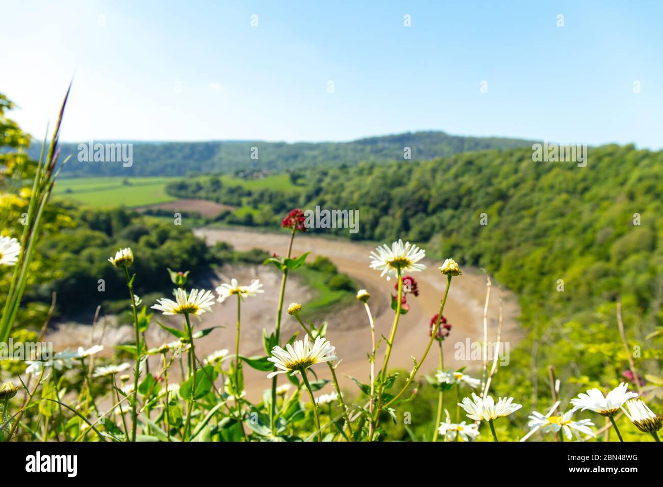 River Wye at Lancaut Nature Reserve during low tide with spring flowers ...