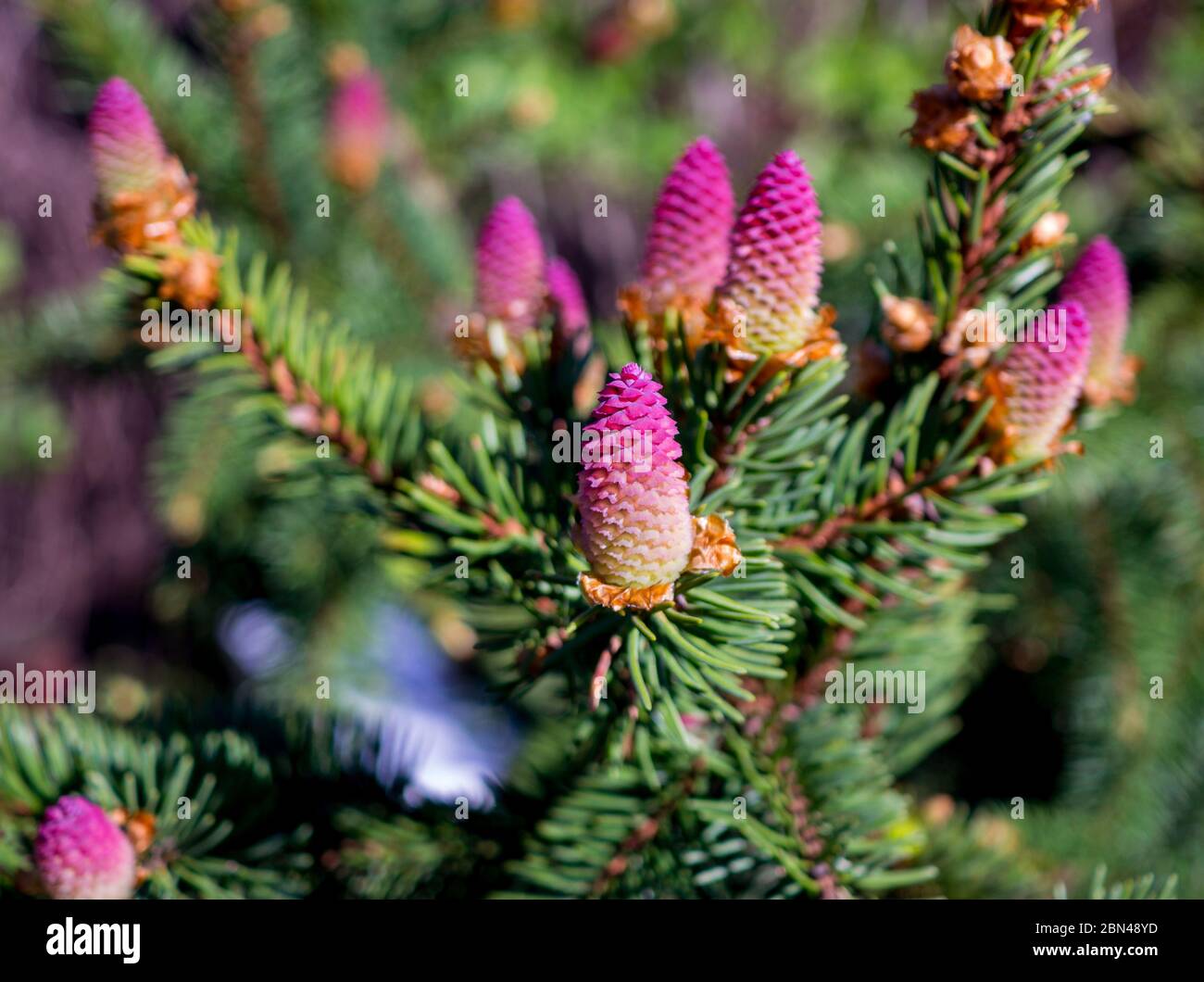 Rare coniferous plants. Blooming tree Spruce Acrocona (Picea abies ...