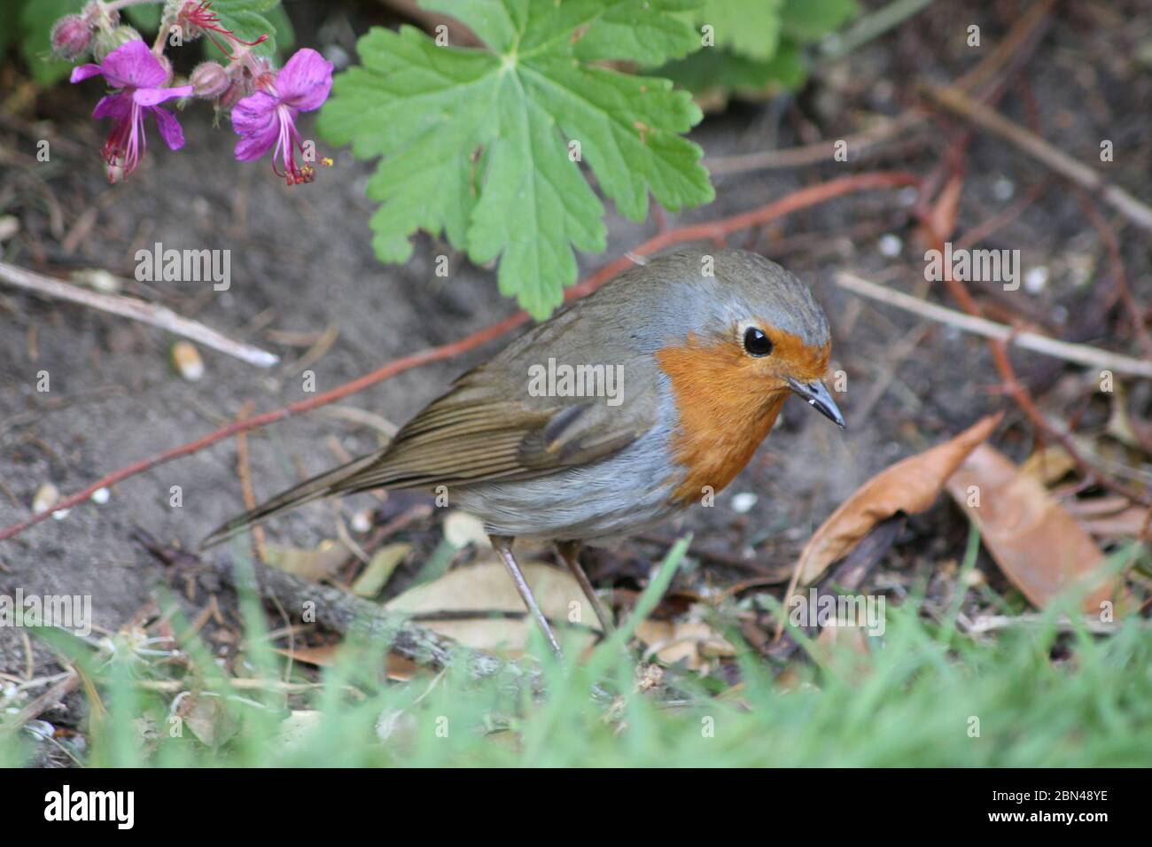 Uncaged birds hi-res stock photography and images - Alamy