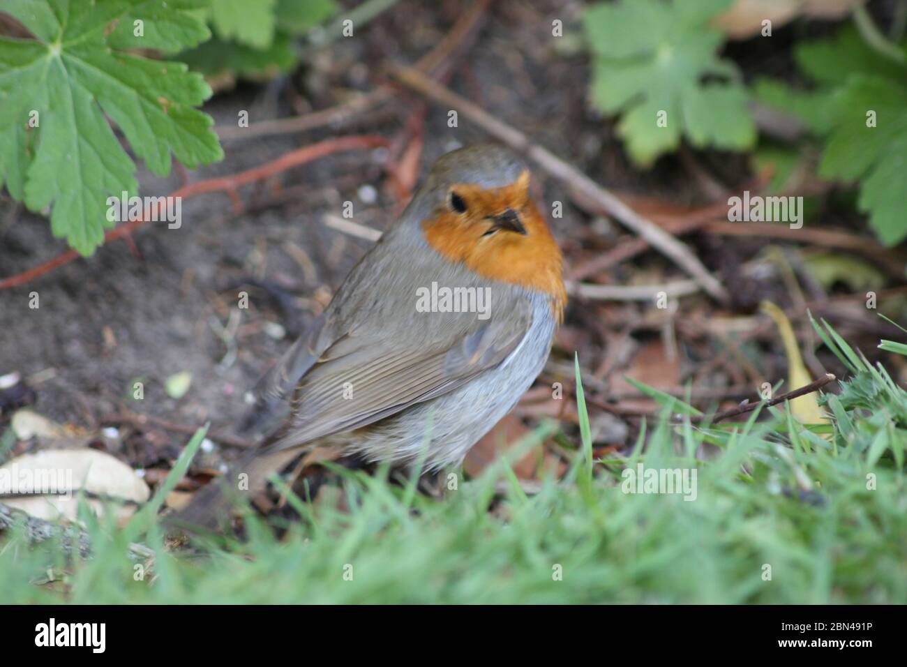 Uncaged birds hi-res stock photography and images - Alamy