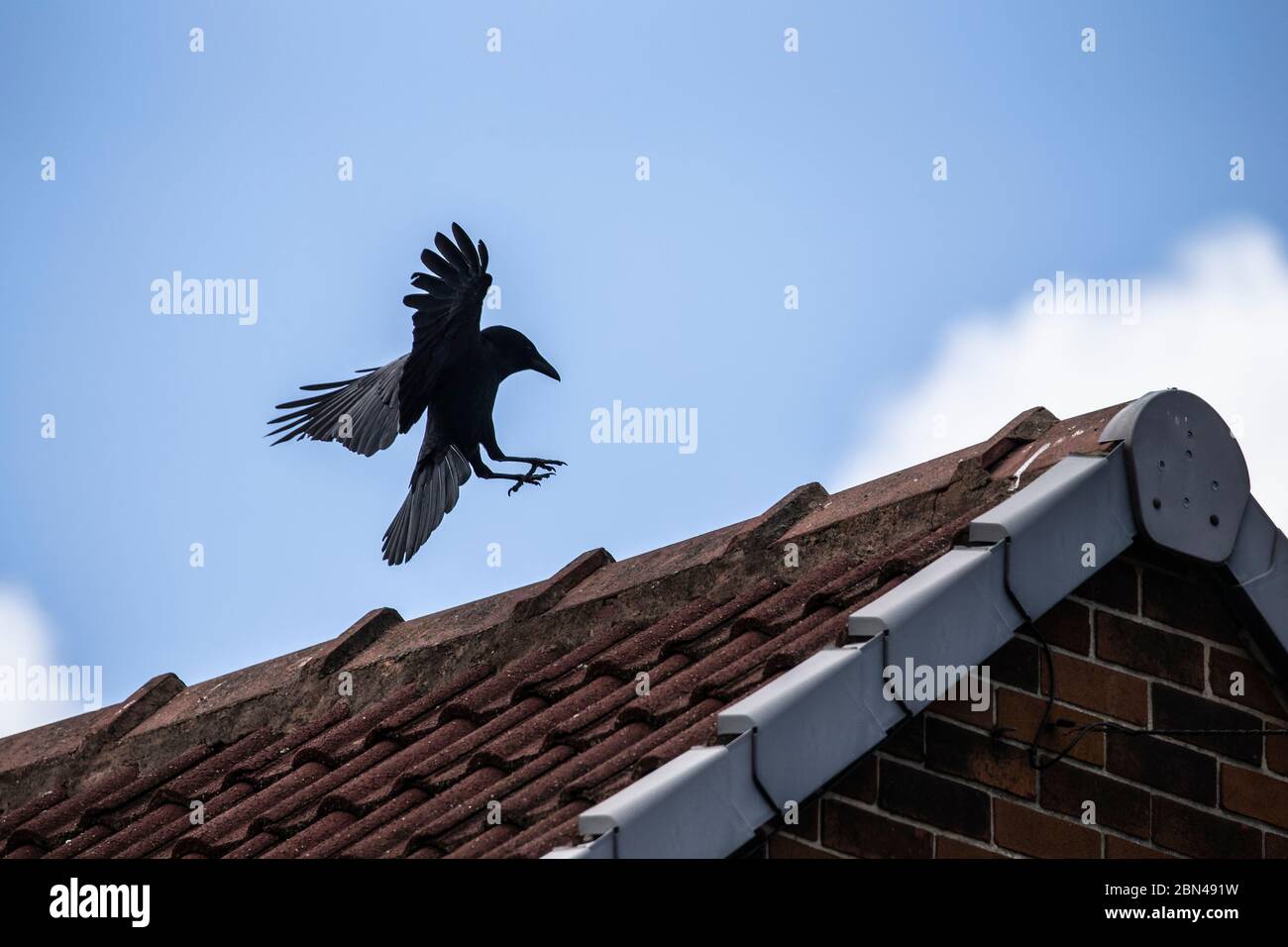 Black crow on tiled roof hi-res stock photography and images - Alamy