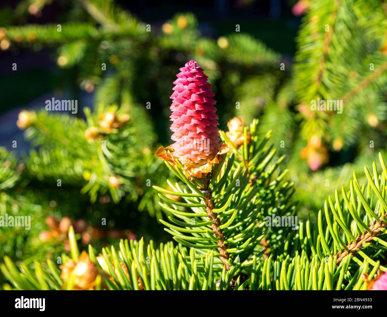 Rare coniferous plants. Blooming tree Spruce Acrocona (Picea abies ...