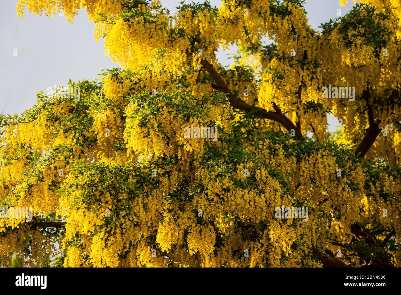 Laburnum tree in full bloom with a mass of spectacular densely packed ...