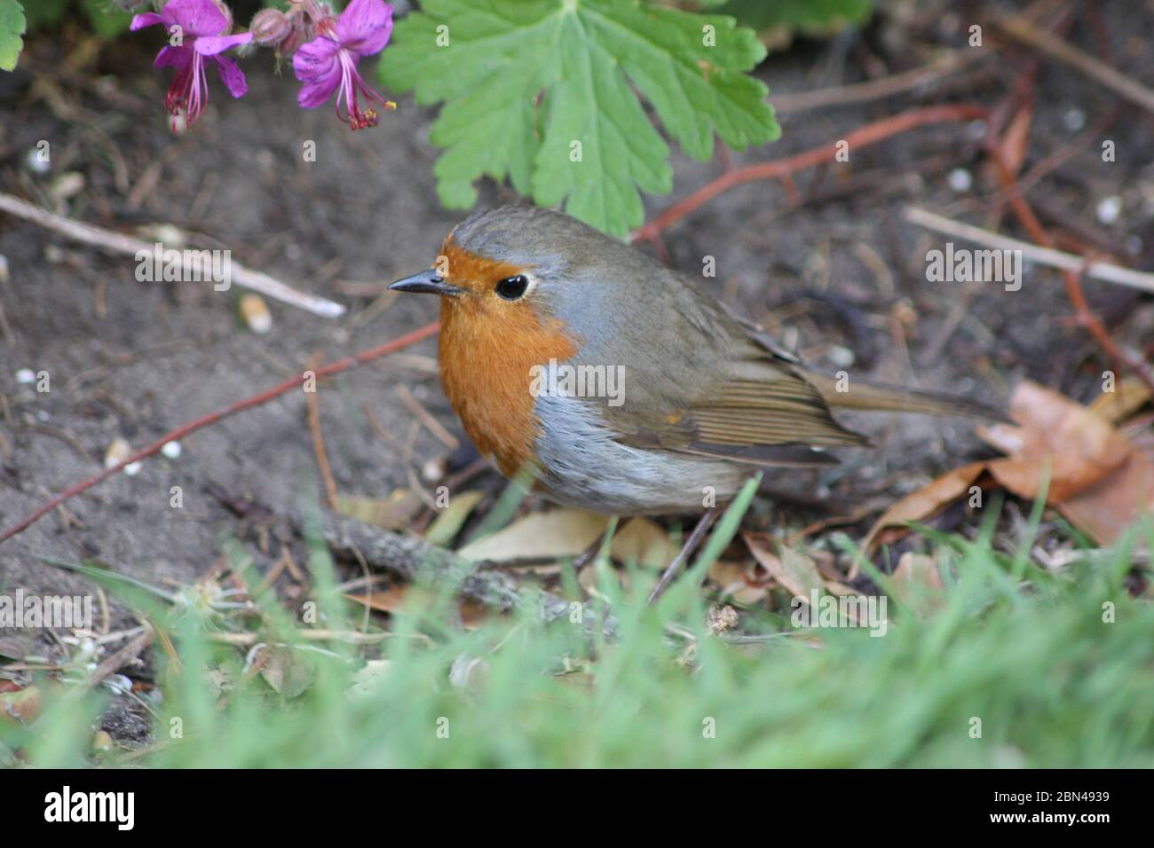 Flighted bird hi-res stock photography and images - Alamy