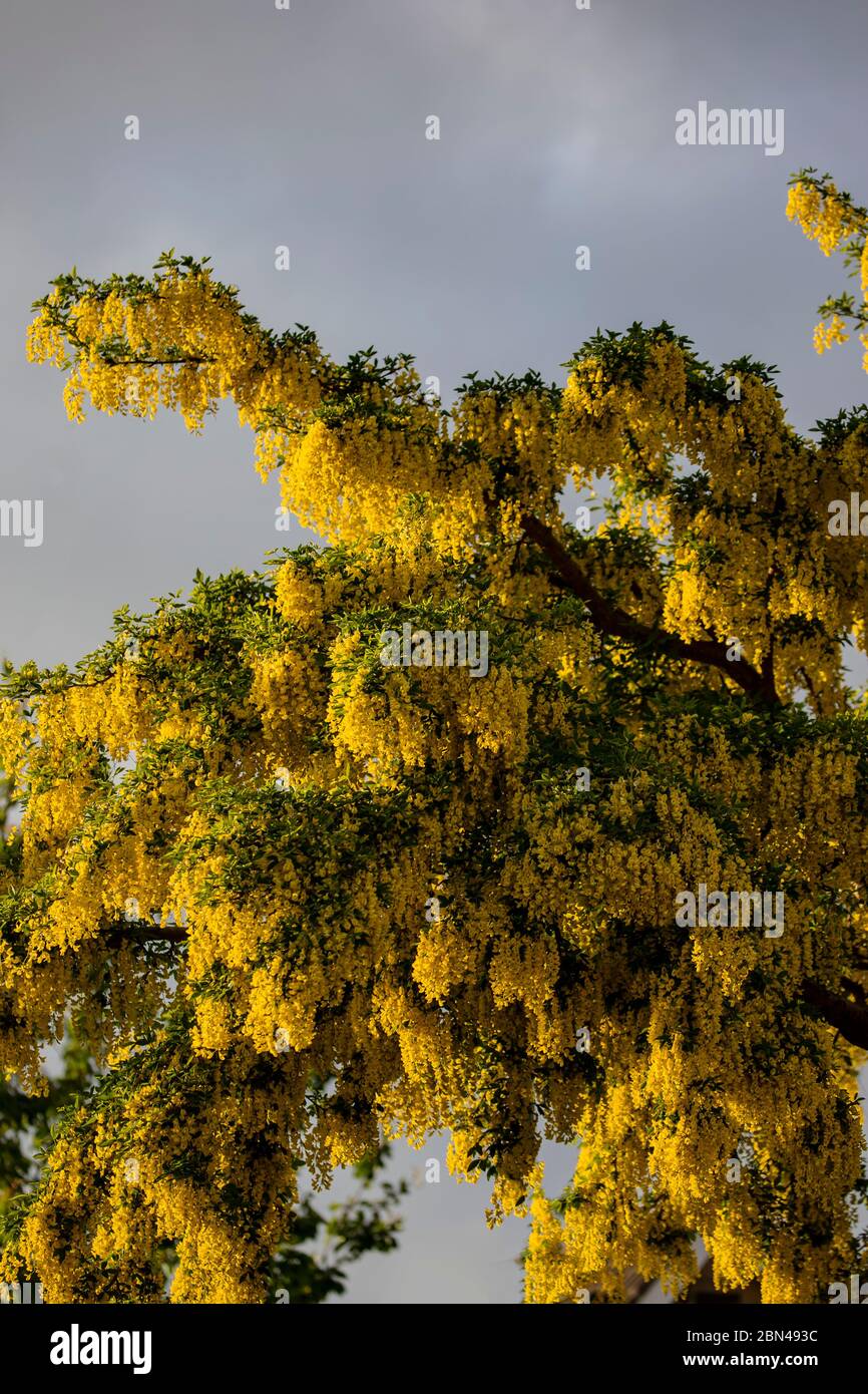 Extremely poisonous pods hi-res stock photography and images - Alamy