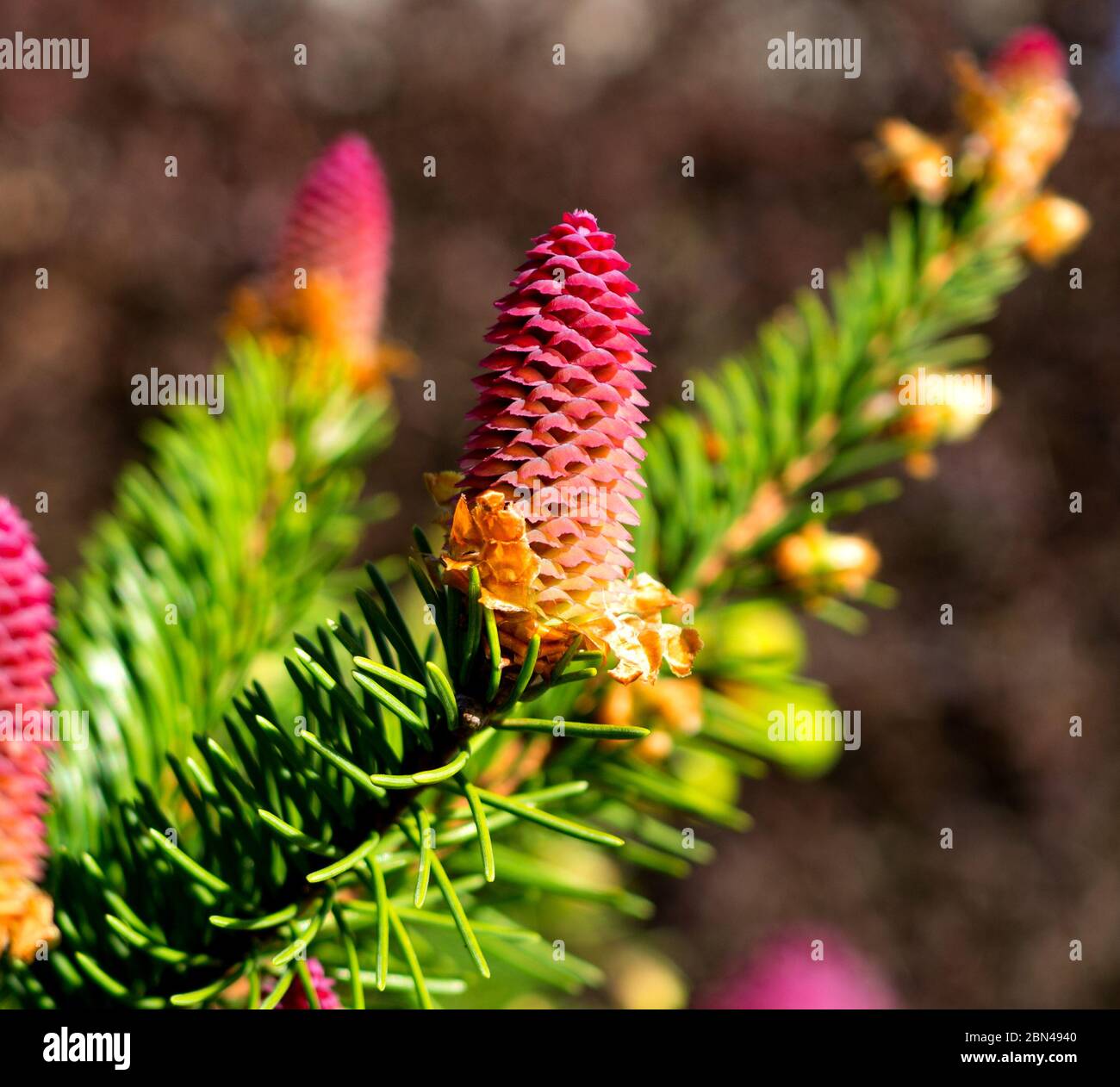 Rare coniferous plants. Blooming tree Spruce Acrocona (Picea abies ...