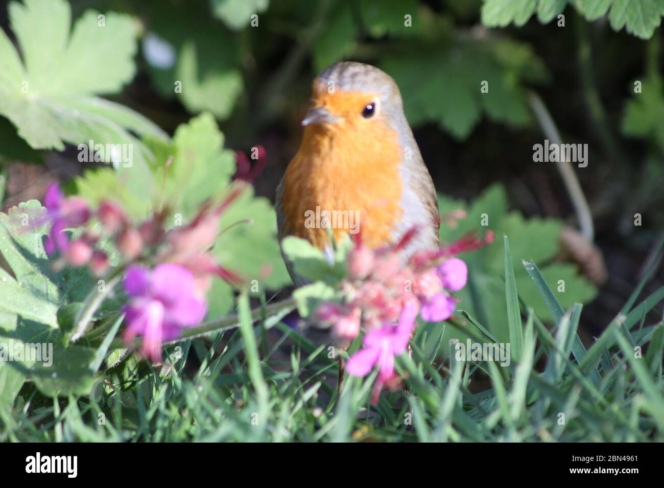 Uncaged birds hi-res stock photography and images - Alamy