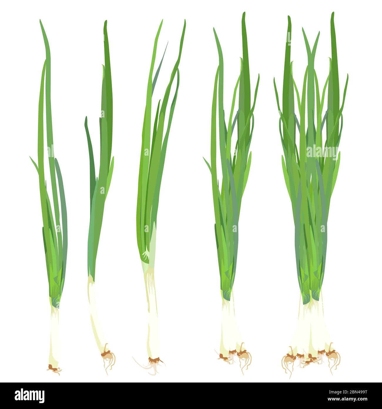 Spring onion plant Stock Vector Images - Alamy