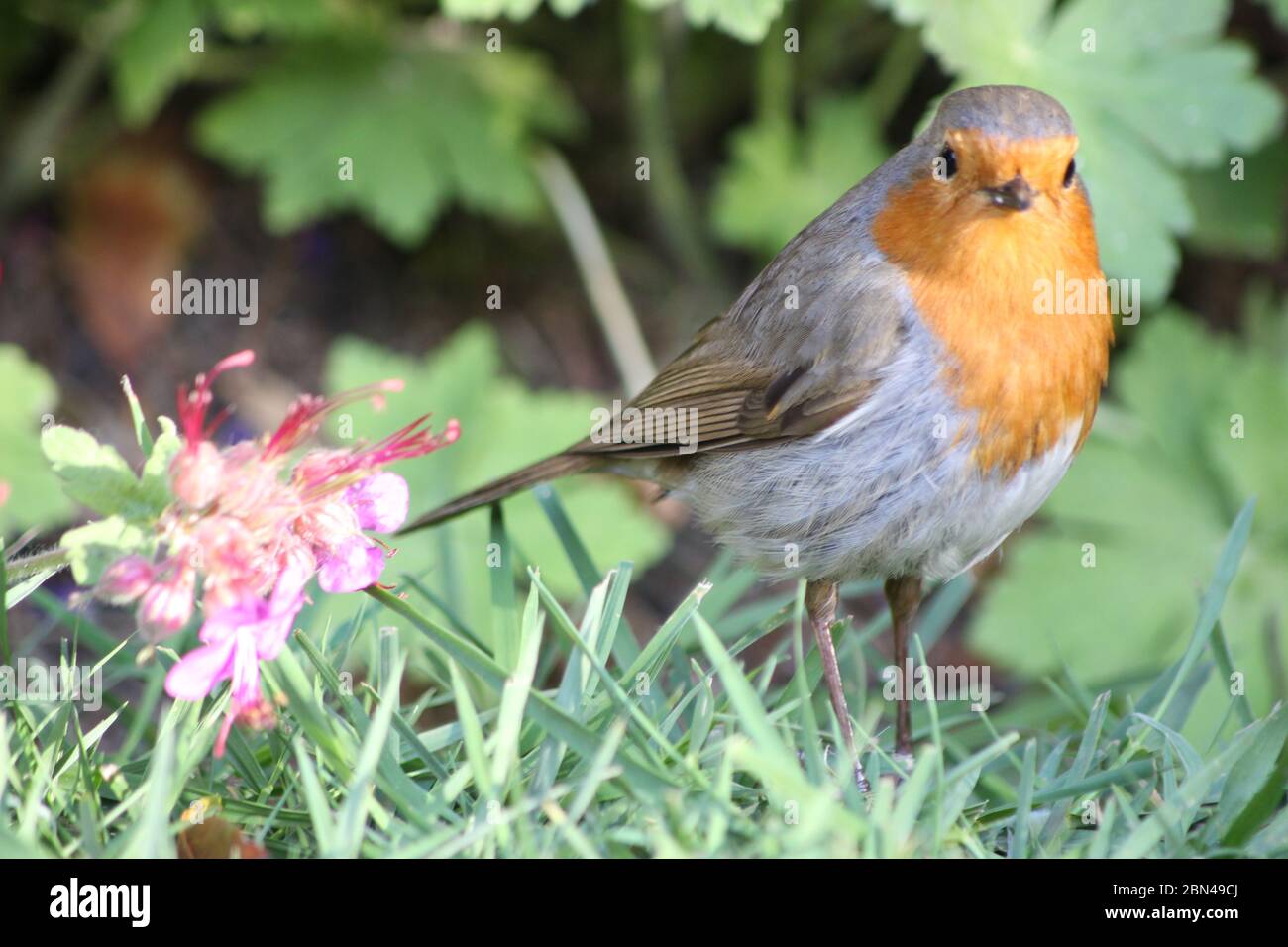 Flighted bird hi-res stock photography and images - Alamy