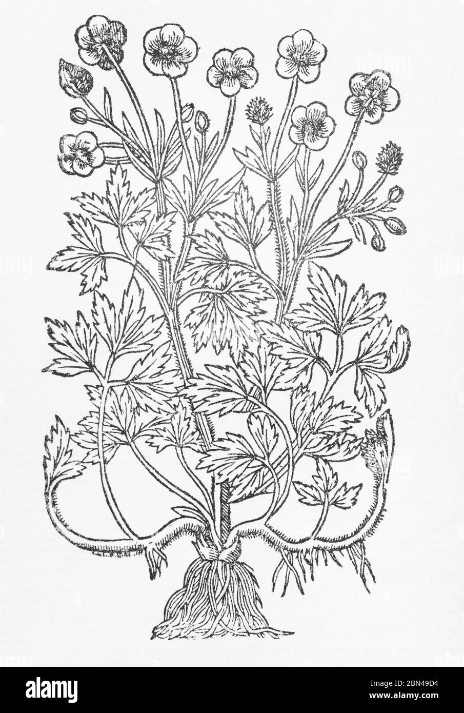 Woodcut of Common Crowfoot (Buttercup) identified as Ranunculus ...