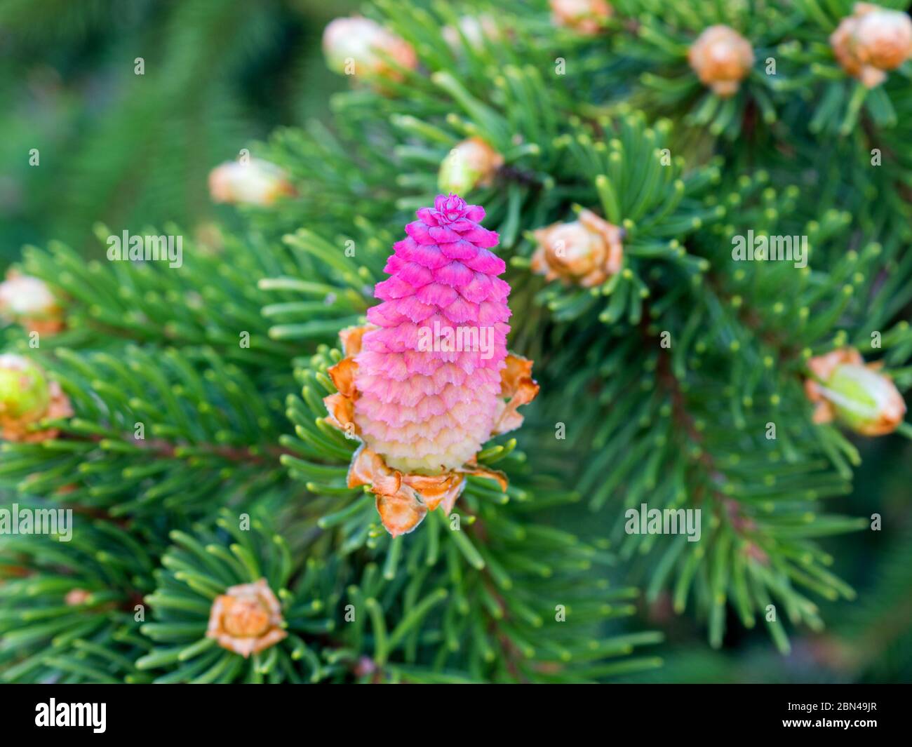 Rare coniferous plants. Blooming tree Spruce Acrocona (Picea abies ...
