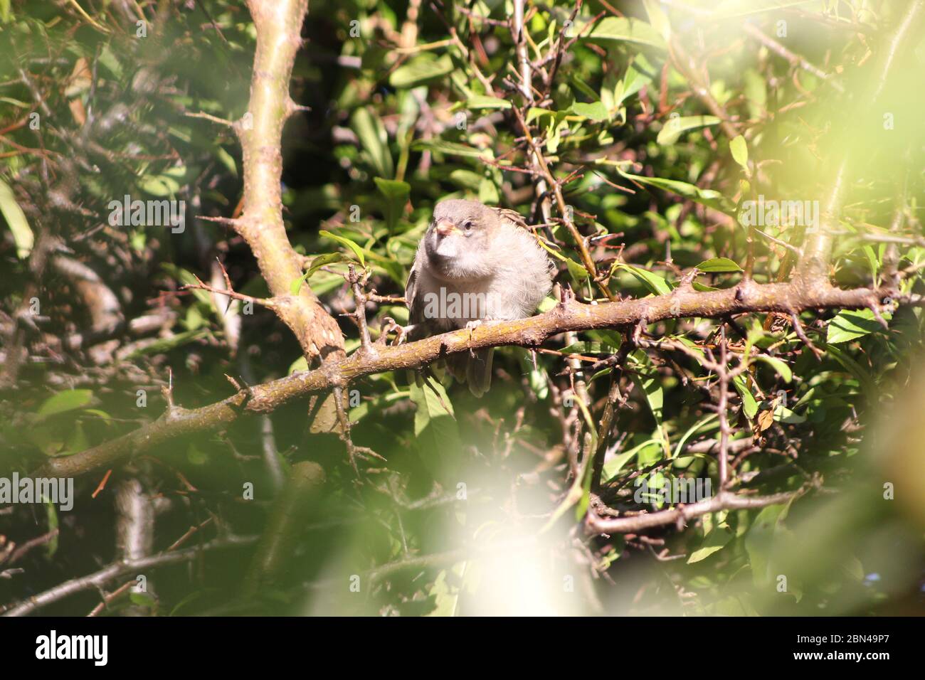 Uncaged birds hi-res stock photography and images - Alamy