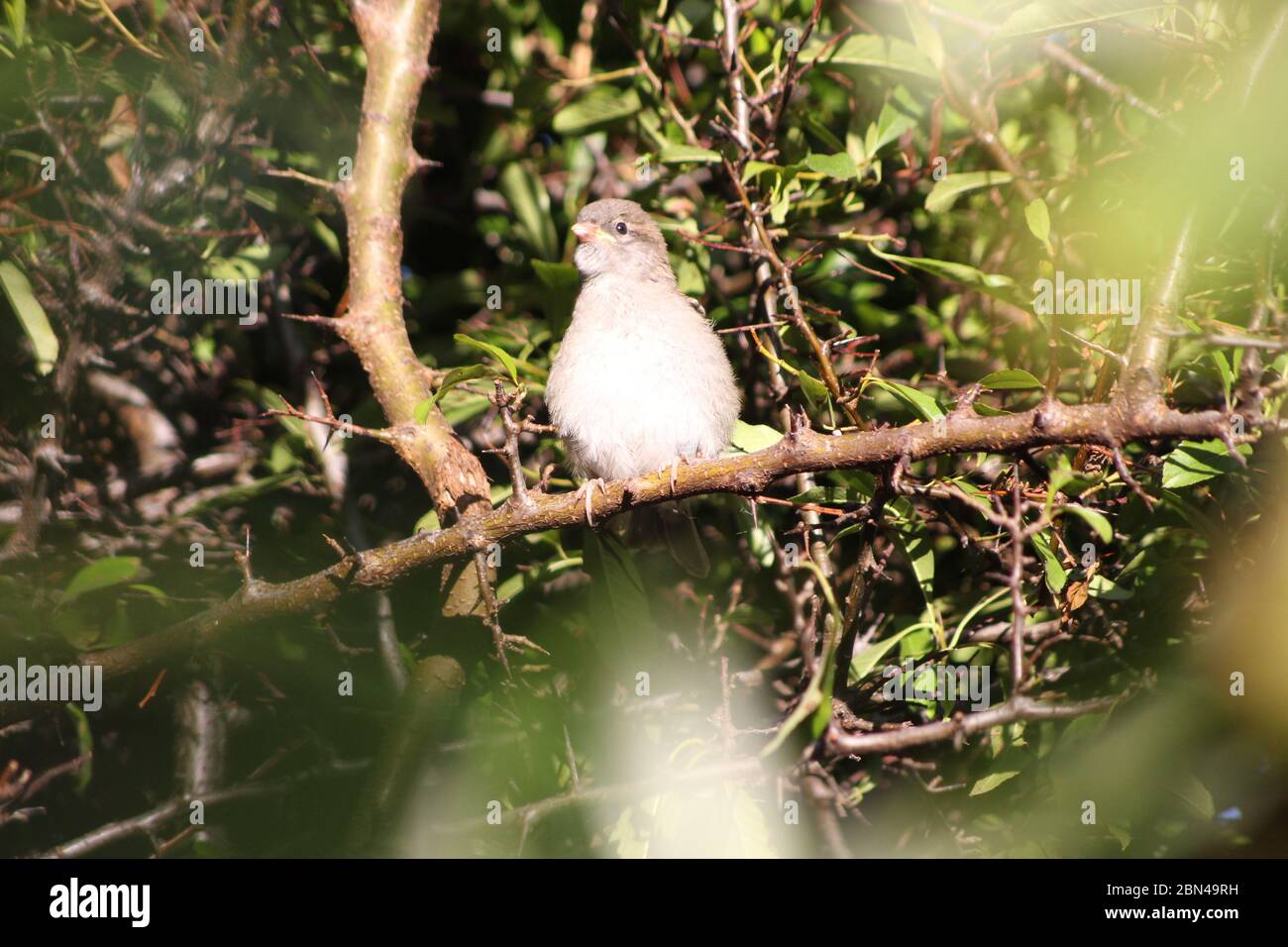 Uncaged birds hi-res stock photography and images - Alamy
