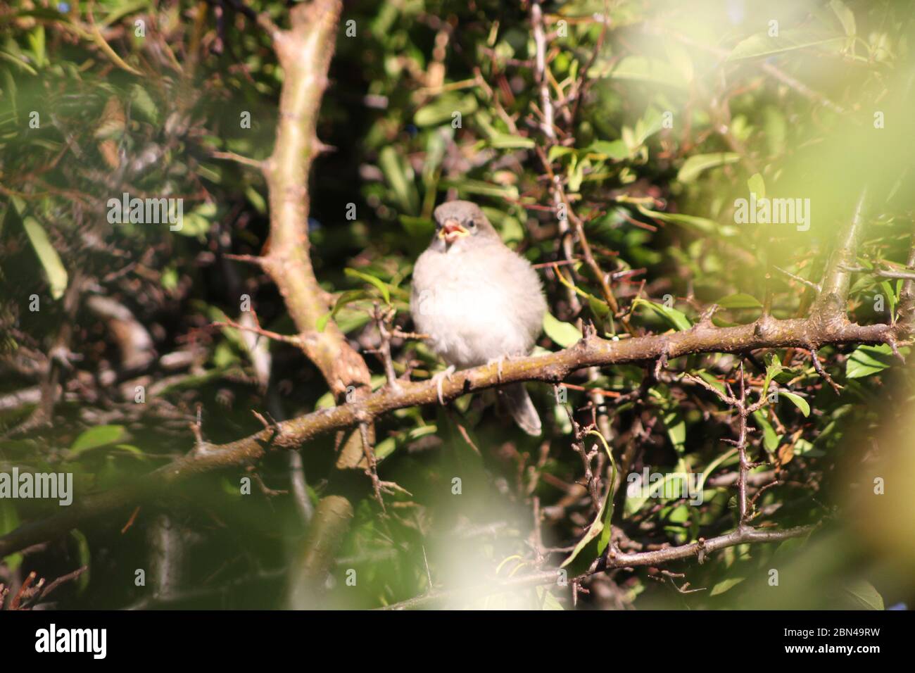 Uncaged birds hi-res stock photography and images - Alamy