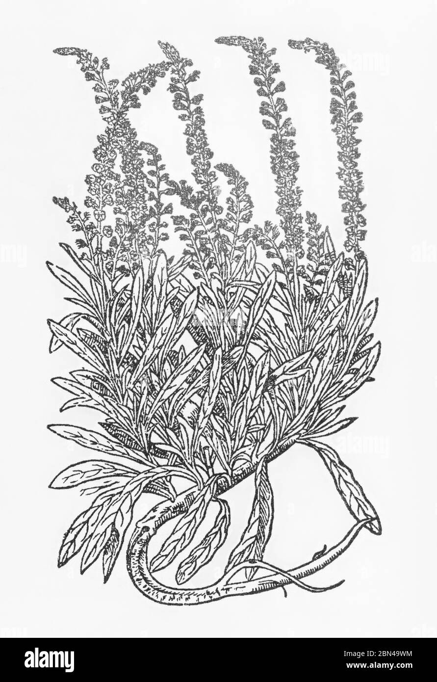 Reseda luteola woodcut hi-res stock photography and images - Alamy