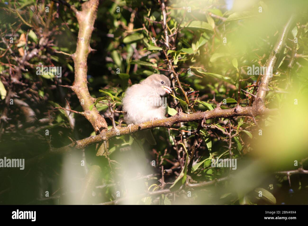 Uncaged birds hi-res stock photography and images - Alamy
