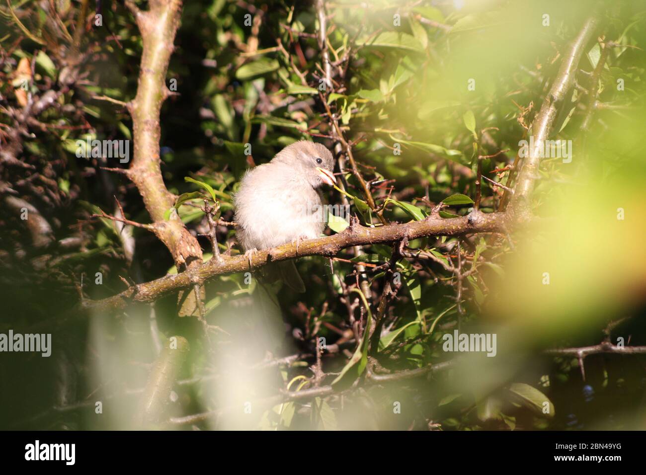 Uncaged birds hi-res stock photography and images - Alamy