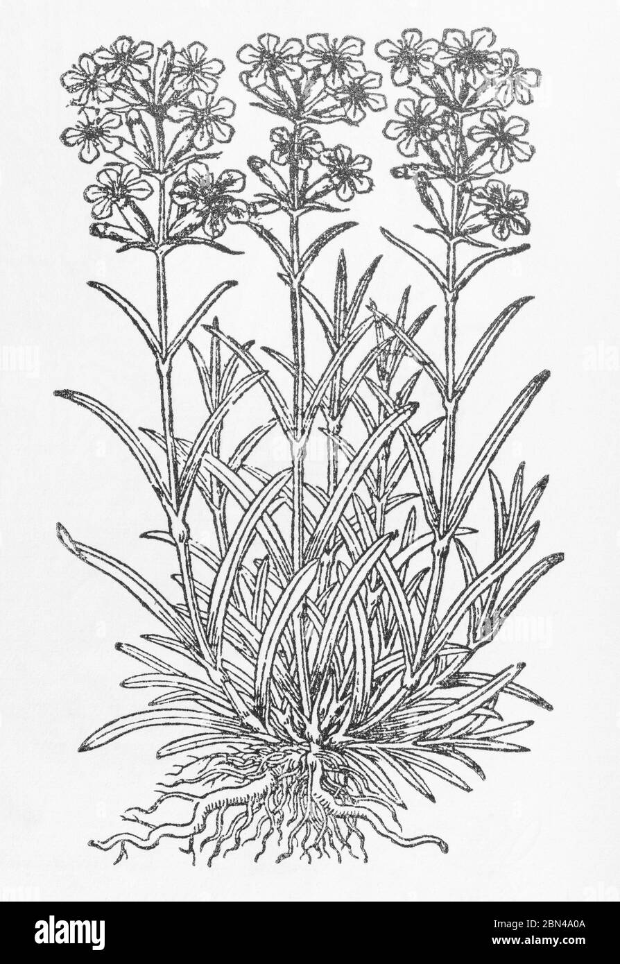 Silene alba Black and White Stock Photos & Images - Alamy