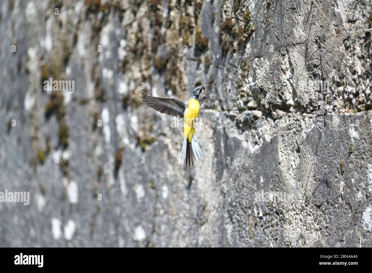 The grey wagtail flying with insect in beak over the river Stock Photo ...