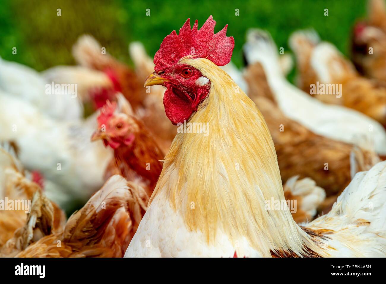 portrait of free range chickens outdoor Stock Photo - Alamy