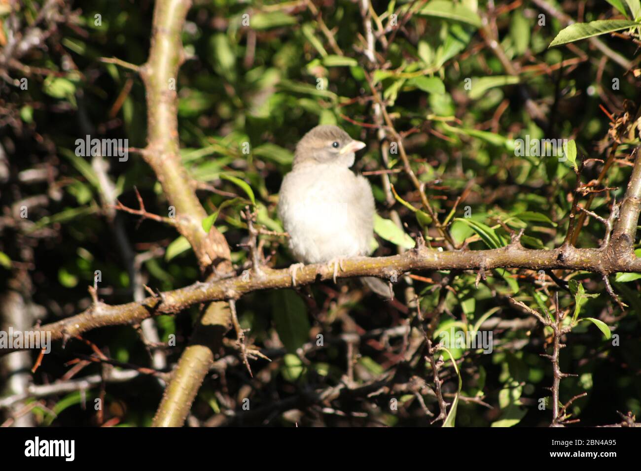Uncaged birds hi-res stock photography and images - Alamy
