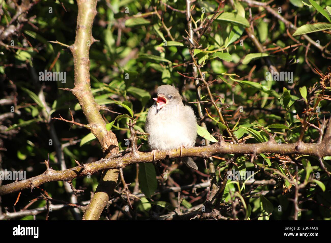 Uncaged birds hi-res stock photography and images - Alamy