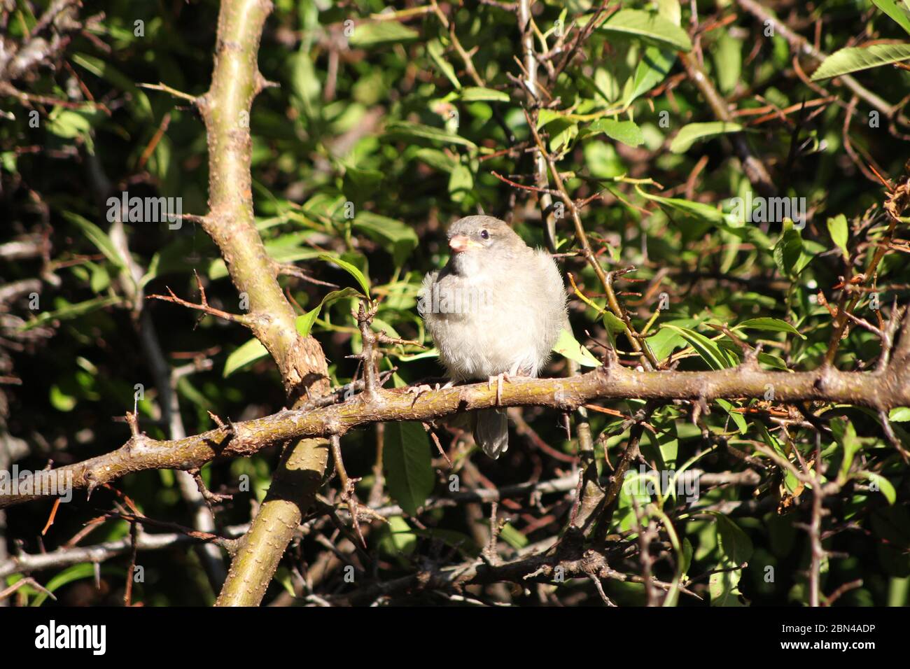 Flighted bird hi-res stock photography and images - Alamy