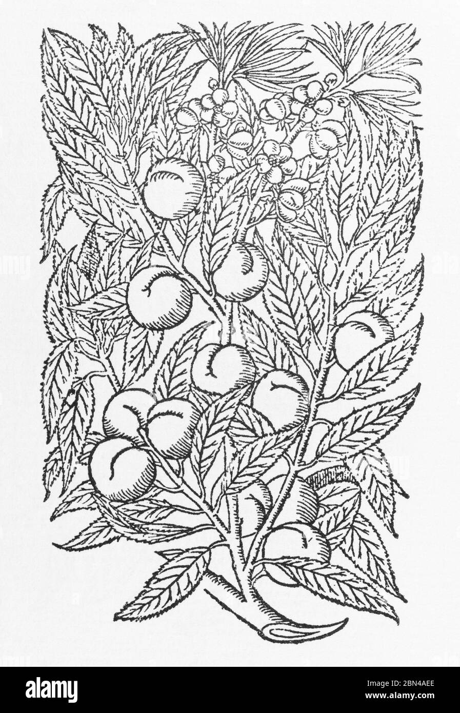 Peach Tree Drawing