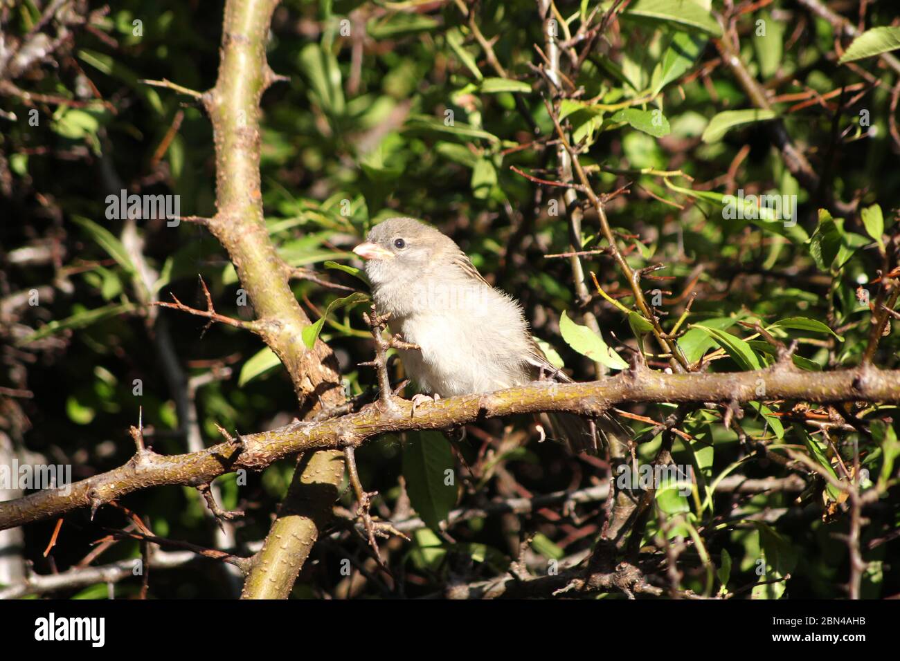 Flighted bird hi-res stock photography and images - Alamy