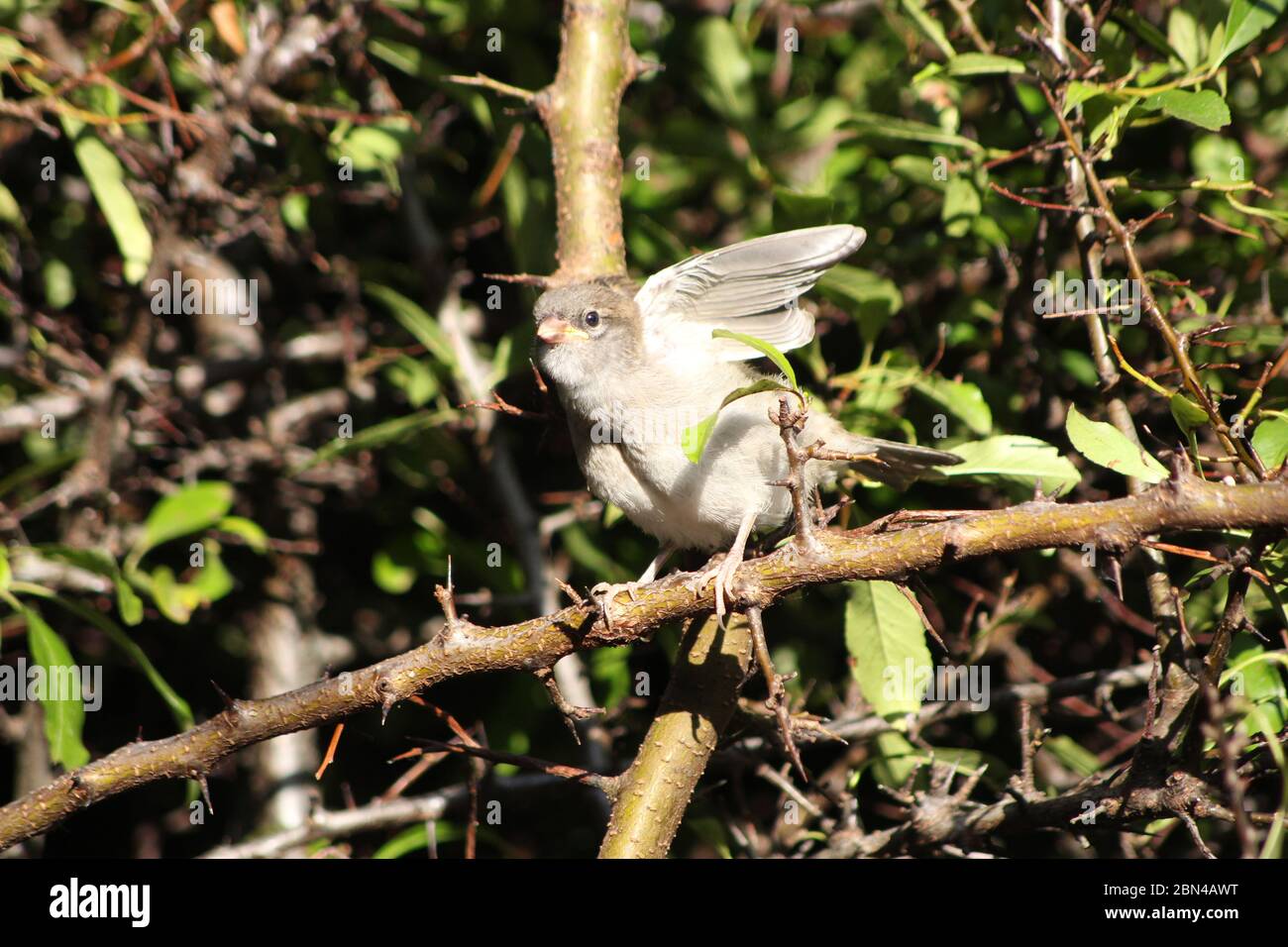 Uncaged birds hi-res stock photography and images - Alamy