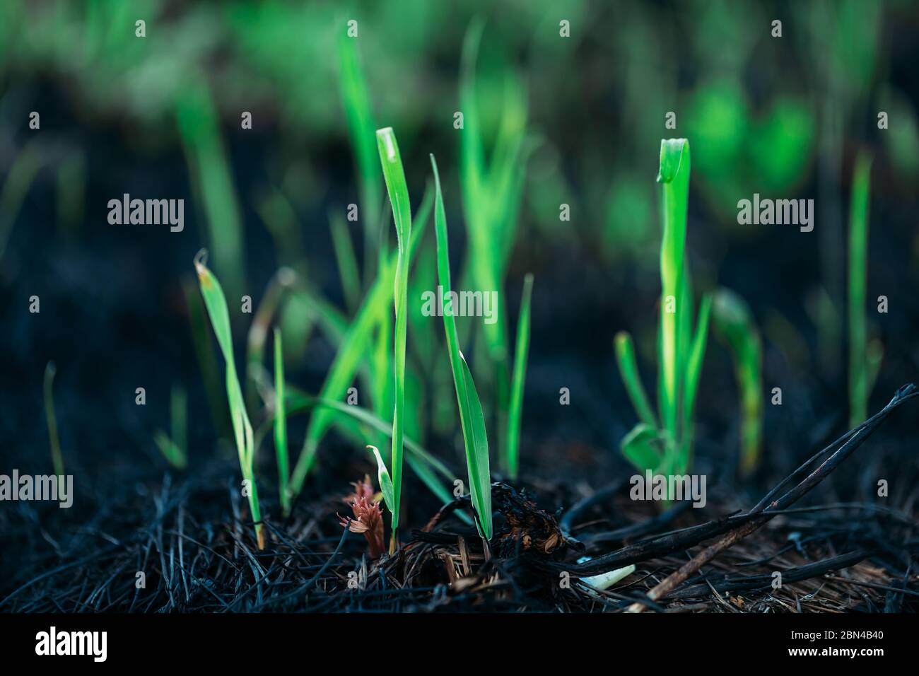 Germination of grass after a fire, restoration of nature, natural ...