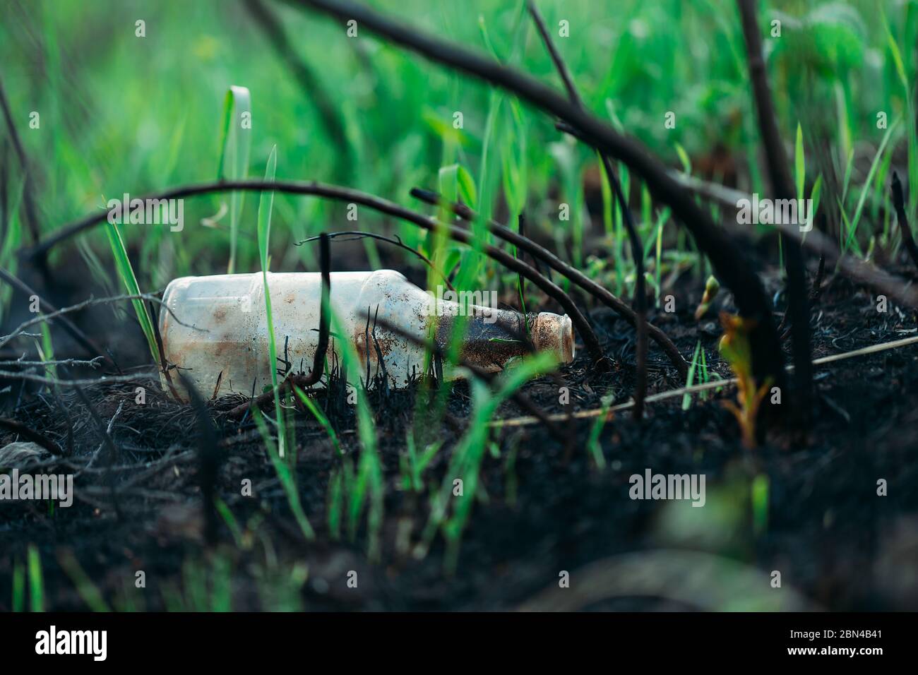 Environmental pollution, germination of grass after a fire, restoration ...