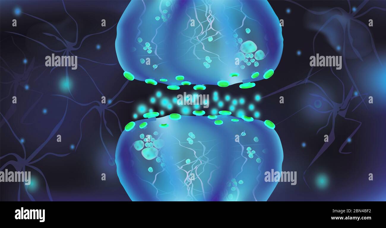 Synaptic Transmission High Resolution Stock Photography and Images - Alamy
