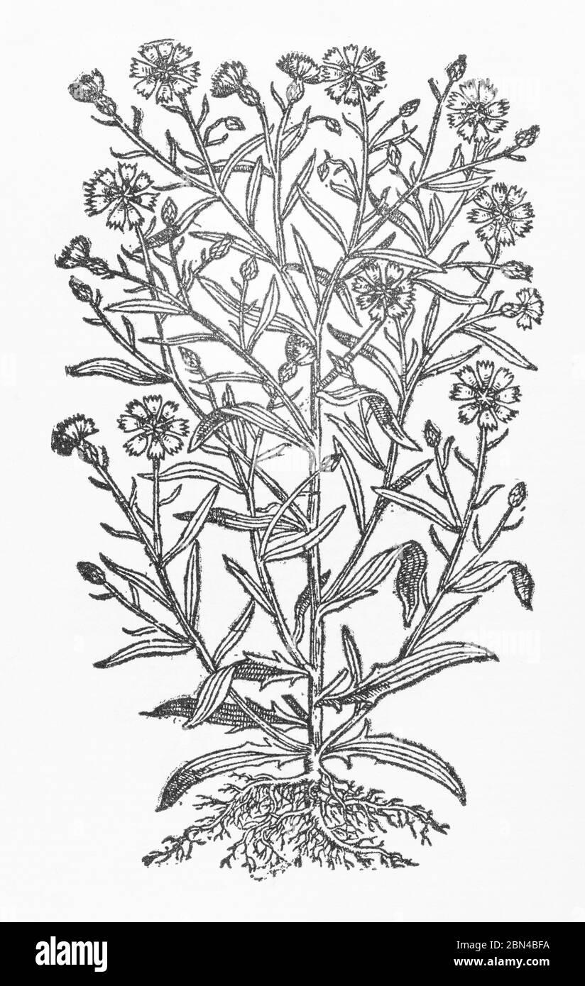 Violet bottle Black and White Stock Photos & Images - Alamy