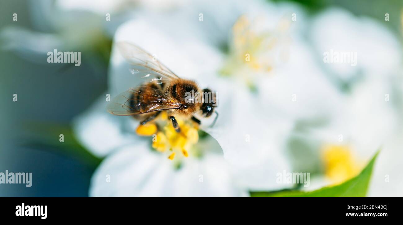 Wild bee collects nectar from blooming flowers in the open air on a ...