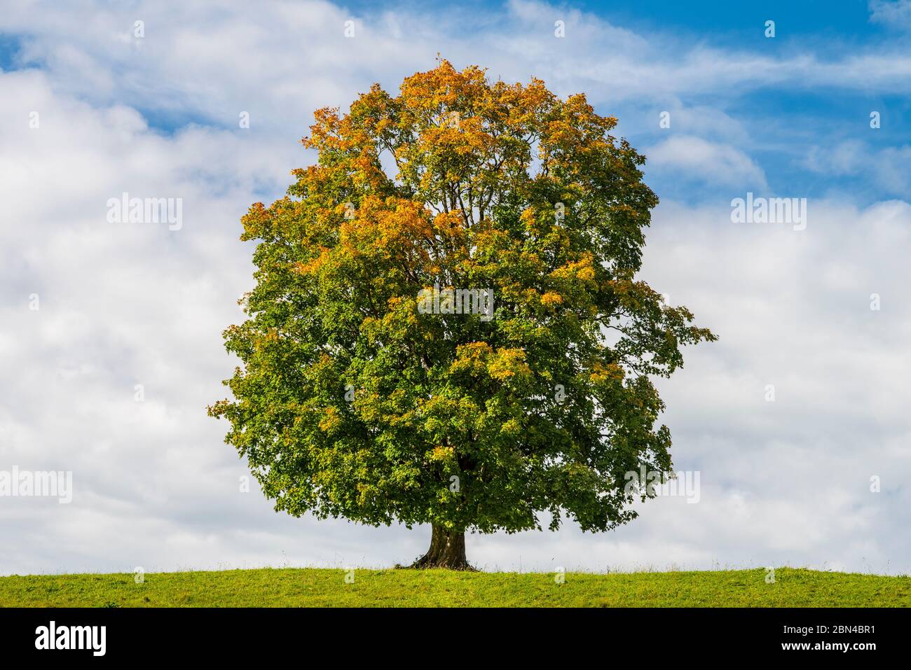 Tree of the maple hi-res stock photography and images - Alamy