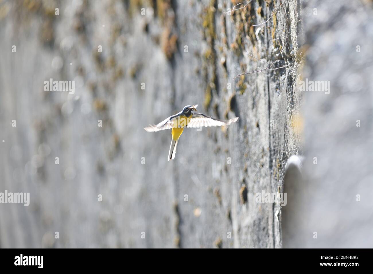 The grey wagtail flying with insect in beak over the river Stock Photo ...