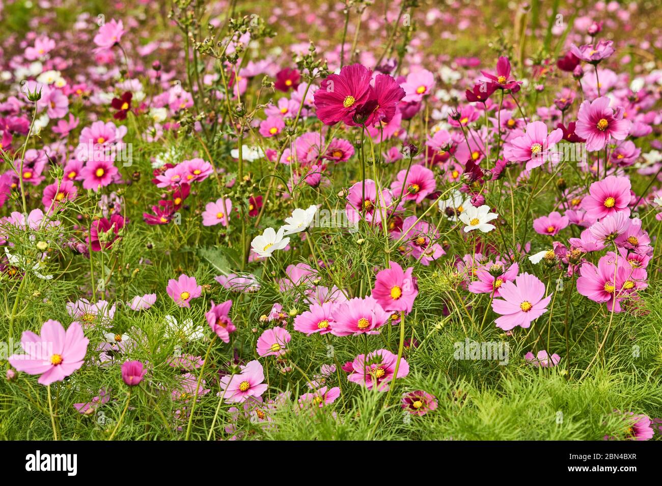 Wildflowers blooming in grassy meadow in Okinawa island, Japan Stock ...