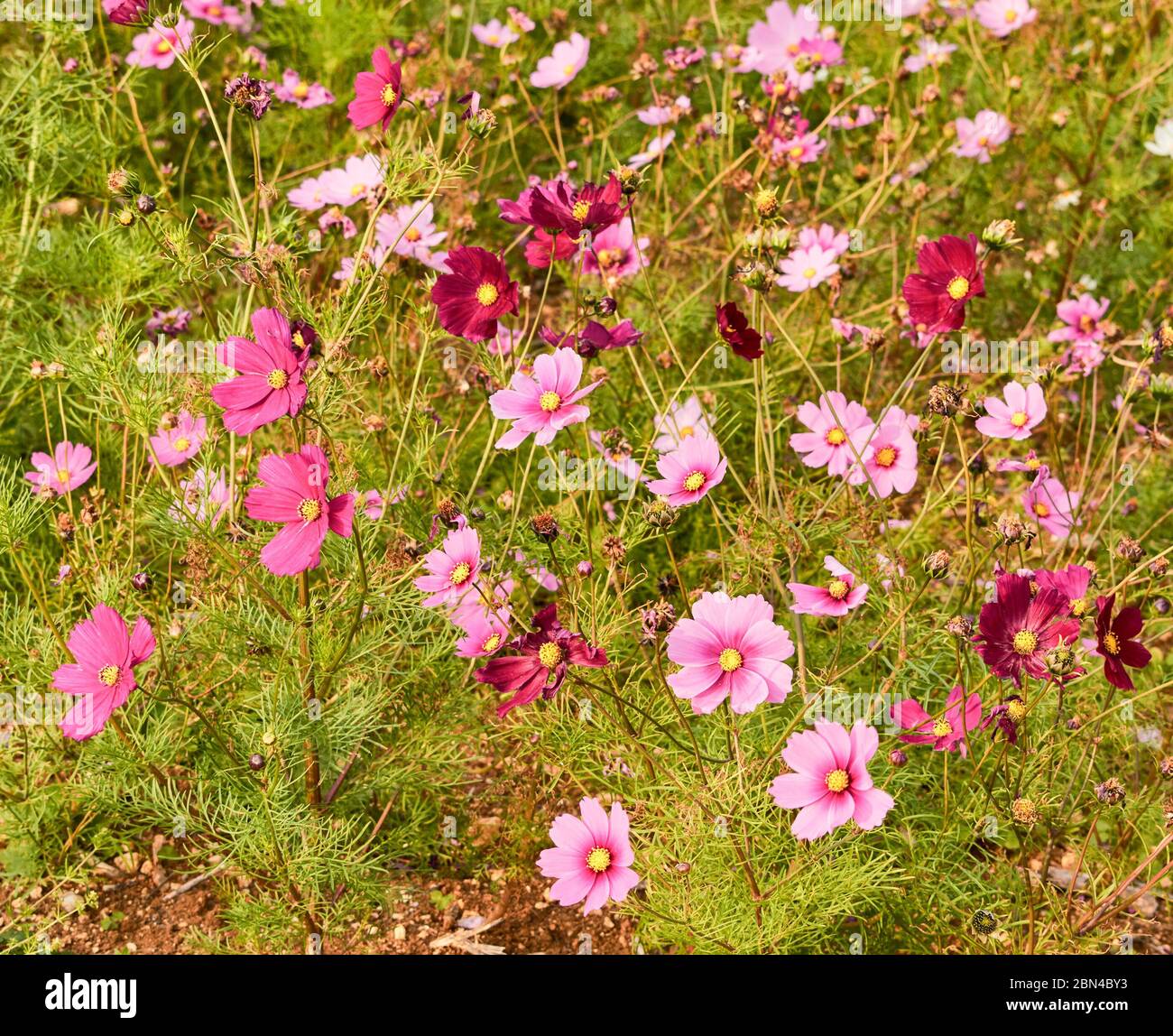 Okinawa wildflowers hi-res stock photography and images - Alamy