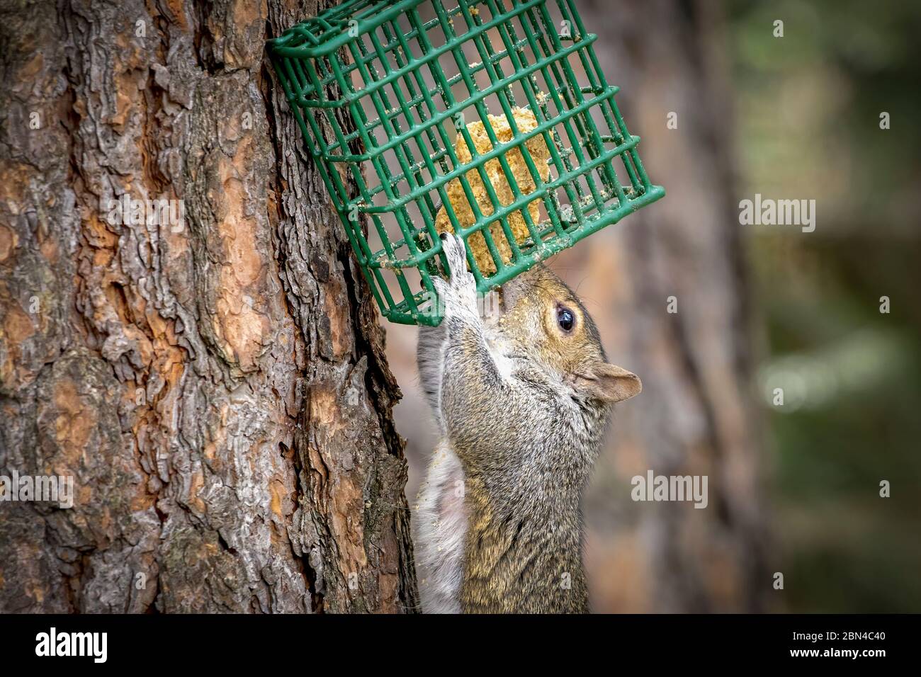 A hungry squirrel raid a bacjyard bird suet cage in north Idaho Stock ...