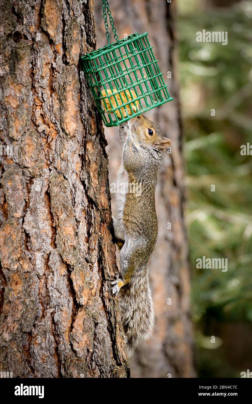 A hungry squirrel raid a bacjyard bird suet cage in north Idaho Stock ...