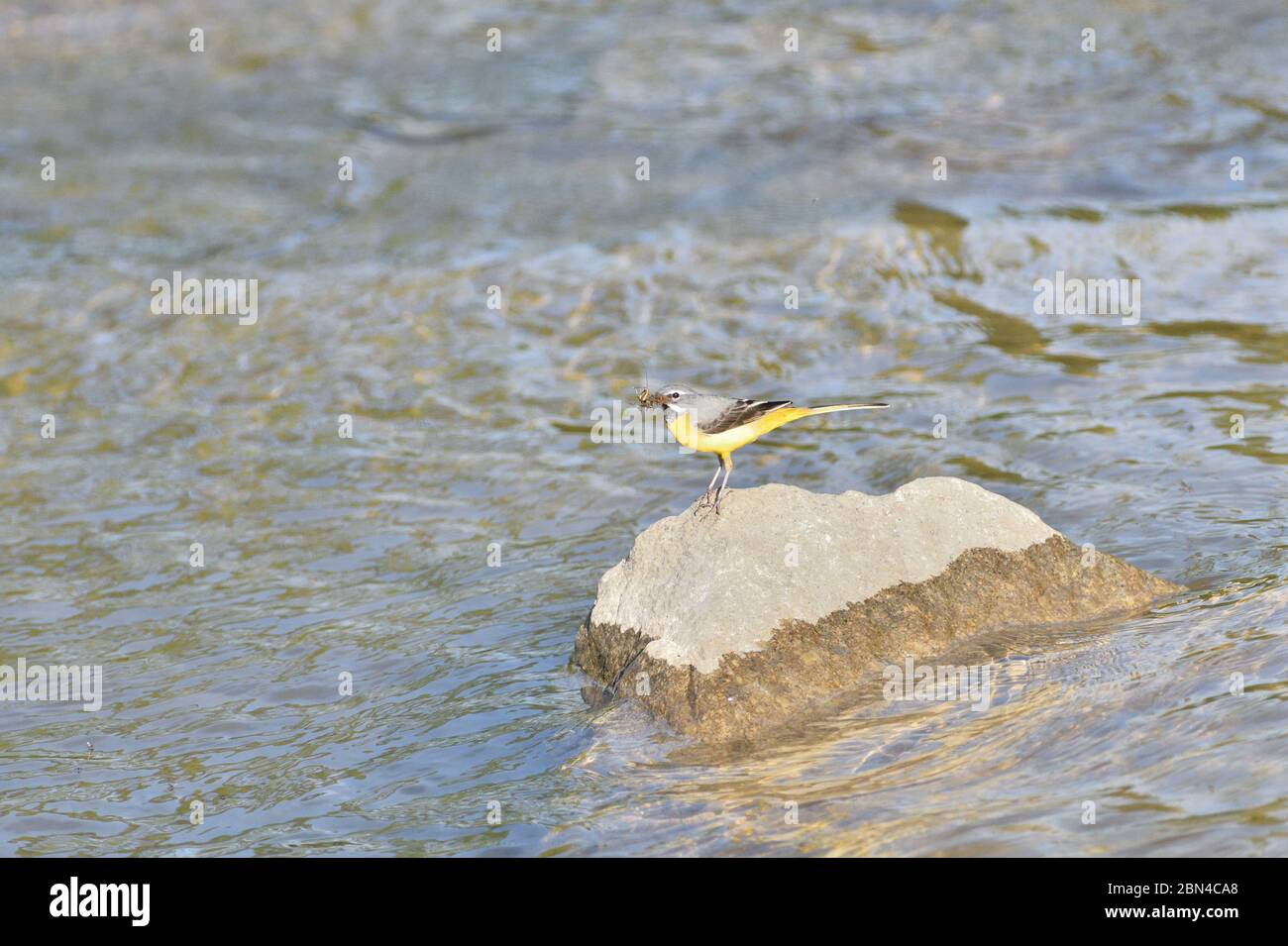 The grey wagtail standing on the stone at river with insects in beak ...
