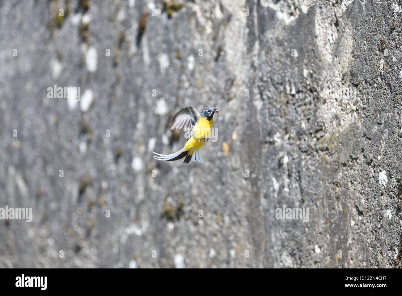 The grey wagtail flying with insect in beak over the river Stock Photo ...