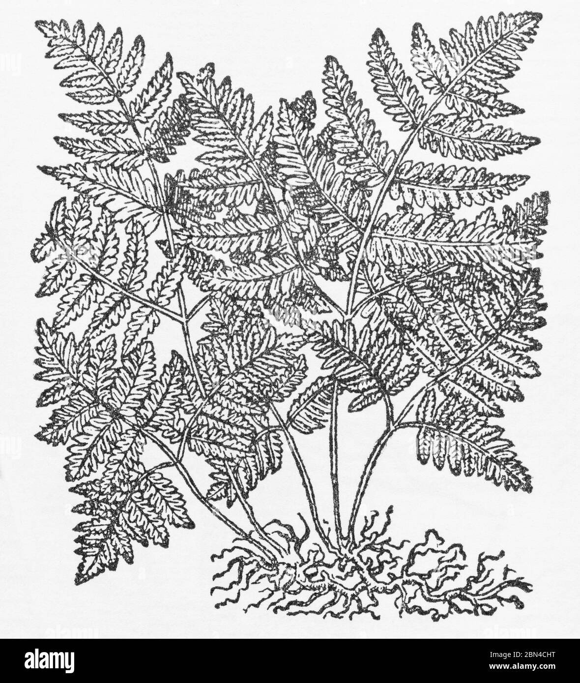 Gymnocarpium hi-res stock photography and images - Alamy