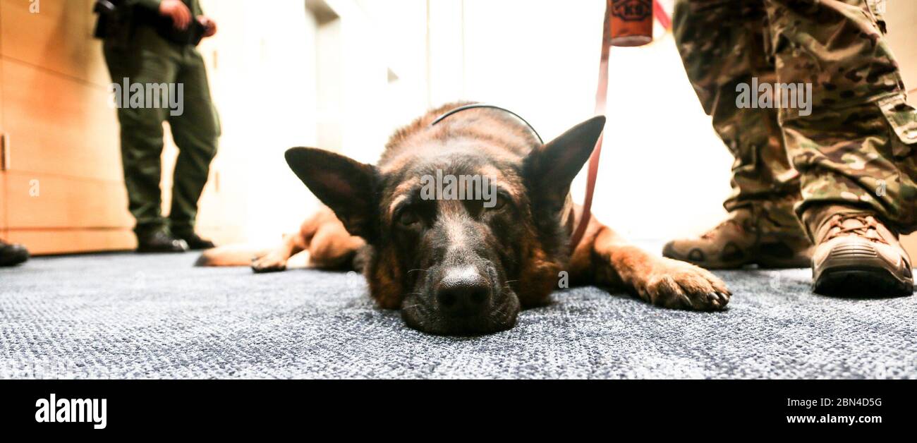 A Tucson Sector Border Patrol Search and Rescue canine takes a rest at ...