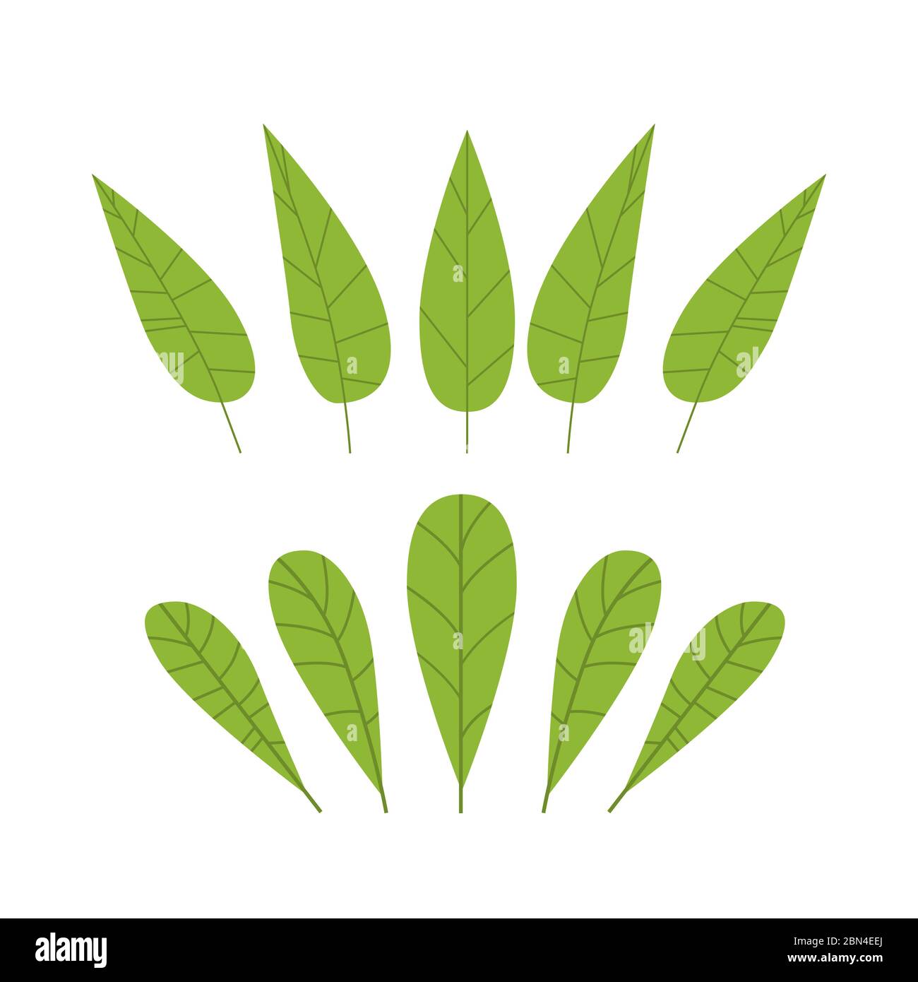 botanical floral set green leaves realistic herbs collection vector ...