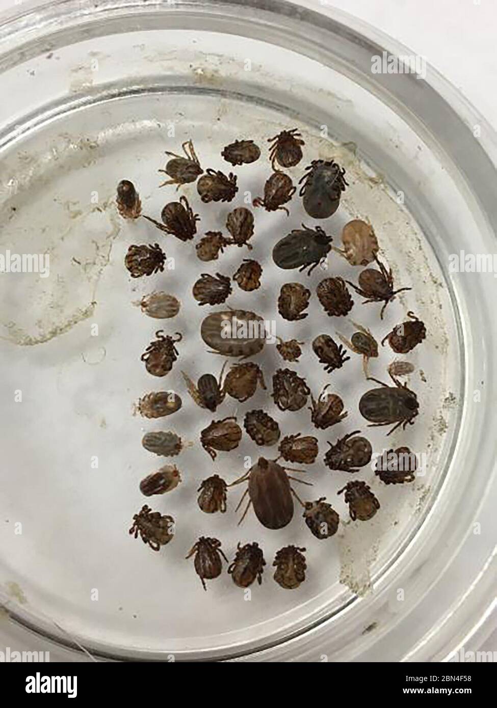 Cattle fever tick hi-res stock photography and images - Alamy